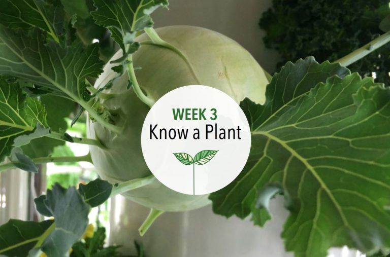 Curriculum Resources Archive | Green Bronx Machine